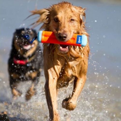 Chuckit Bumper Water Dog Toy - Floats! | DogCulture