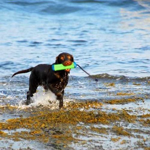 Chuckit Bumper Water Dog Toy - Floats! | DogCulture