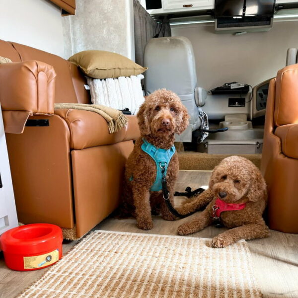 K9 Cruiser Bowl, Non-Spill Dog Water Bowl | DogCulture