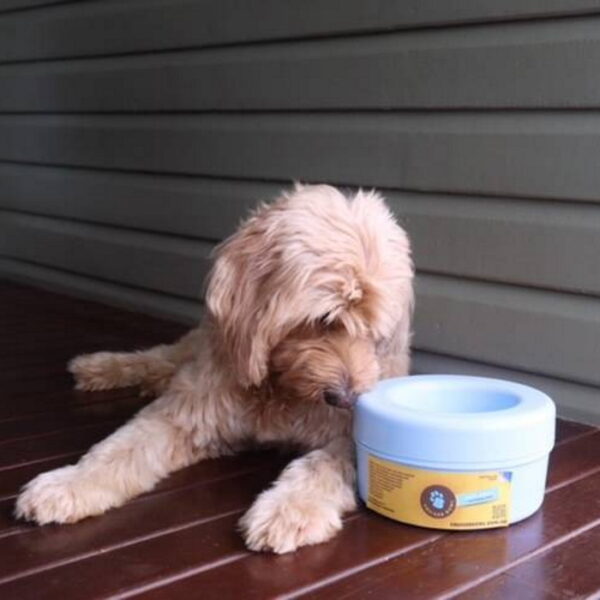 K9 Cruiser Bowl, Non-Spill Dog Water Bowl | DogCulture