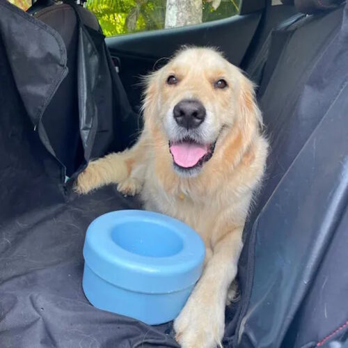K9 Cruiser Bowl, Non-Spill Dog Water Bowl | DogCulture