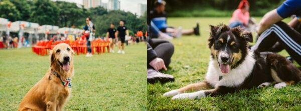 Dog Events Australia - Calendar of Events, Festivals & Expos | DogCulture