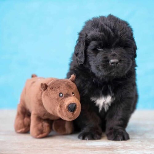 Spunky Pup Clean Earth Collection Dog Toy Bear | DogCulture