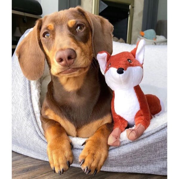 Spunky Pup Clean Earth Collection Dog Toy Fox | DogCulture