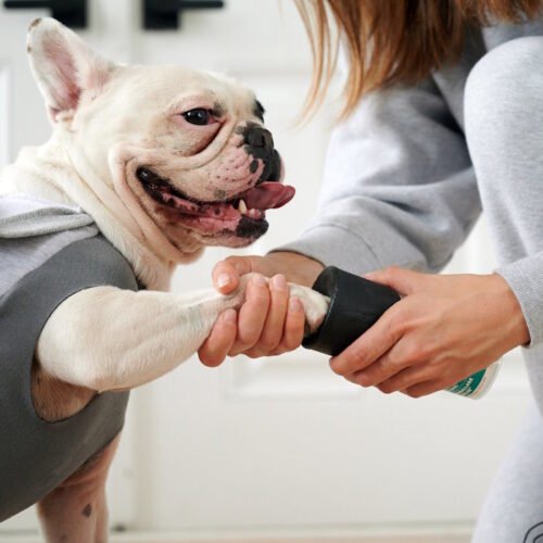 Train your Dog to Wear Dog Boots: Step by Step Guide | DogCulture